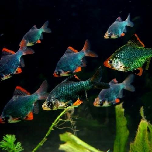 Jual ikan sumatra green tiger barb / ikan sumatra green tiger | Shopee ...