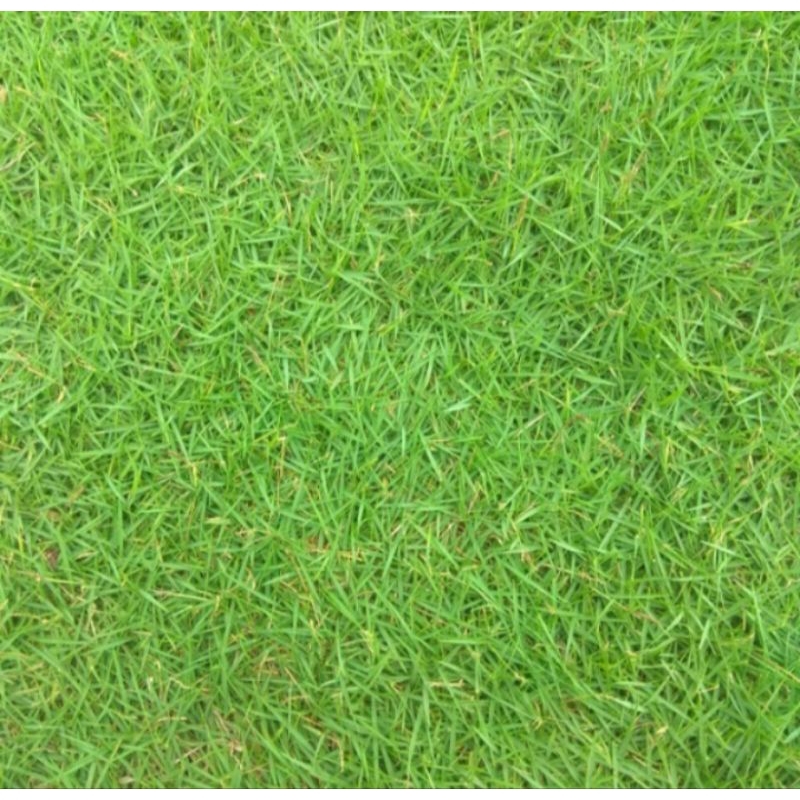 Jual Rumput Jepang Hijau Segar | Shopee Indonesia