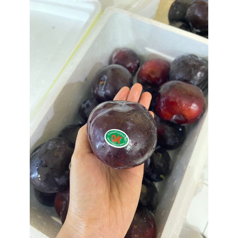Jual buah plum fresh plum hitam 500 g surabaya | Shopee Indonesia