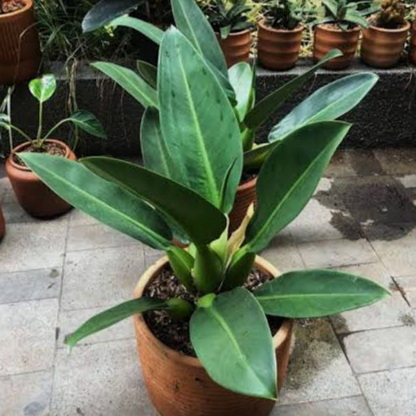 Jual Tanaman Hias Philodendron Katak / Philo Katak - Philodendron ...