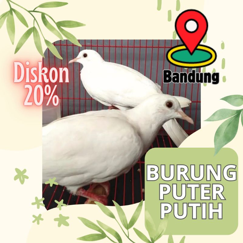 Jual Burung puter putih albino | Shopee Indonesia