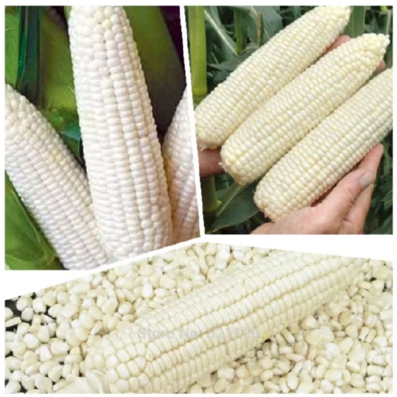 Jual BENIH JAGUNG PUTIH KETAN SUPER GLOWING 1 Kg | Shopee Indonesia