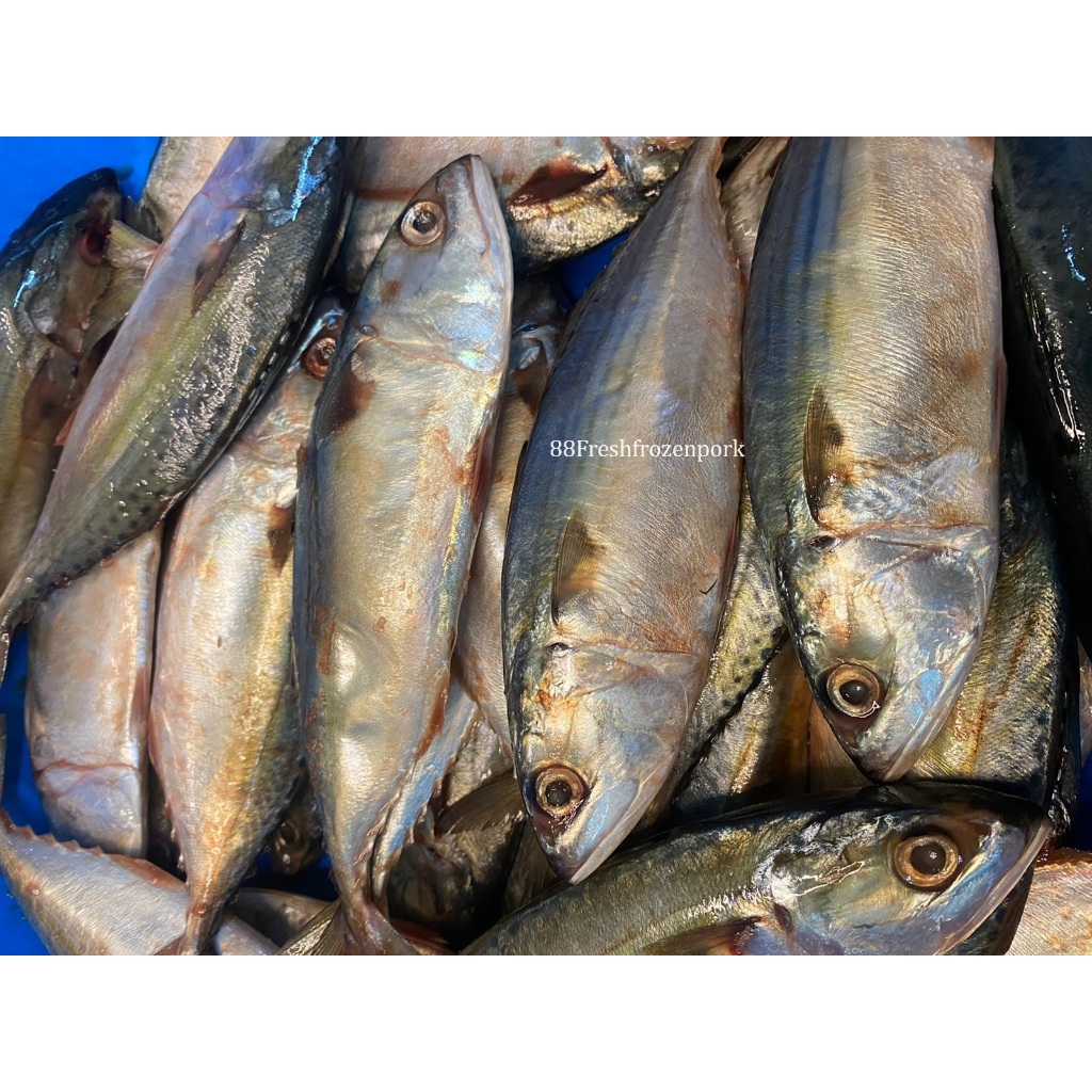 Jual Ikan Kembung Segar Fresh Frozen Ikan Kembung Premium Fresh 1 kg ...