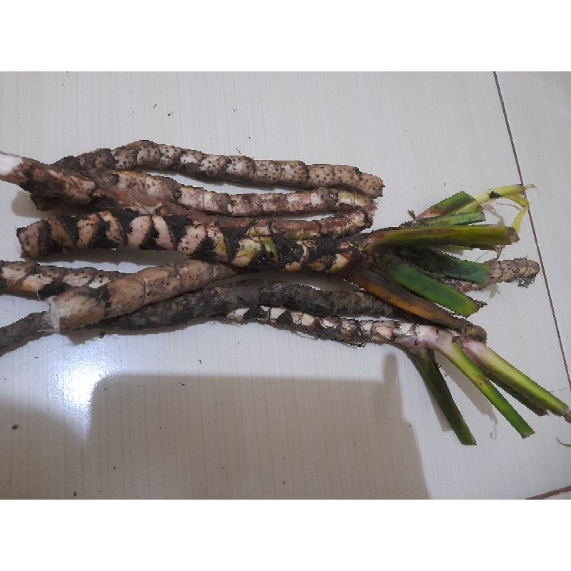 Jual Jerango/Jeringau/Dlingu Acorus Calamus 500gram -1kg | Shopee Indonesia