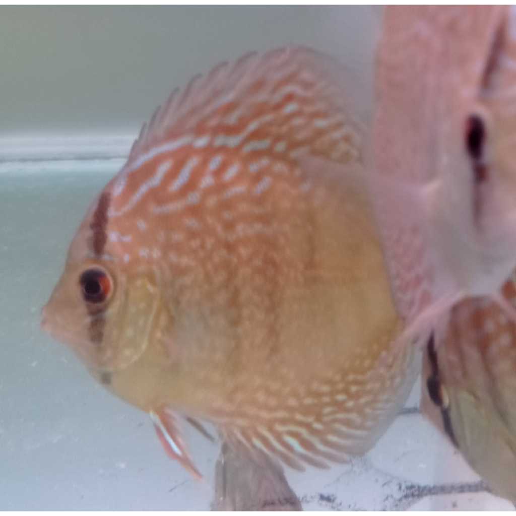 Jual Ikan Discus Altum Flora 1,5 cm s/d 5" inch | Shopee Indonesia