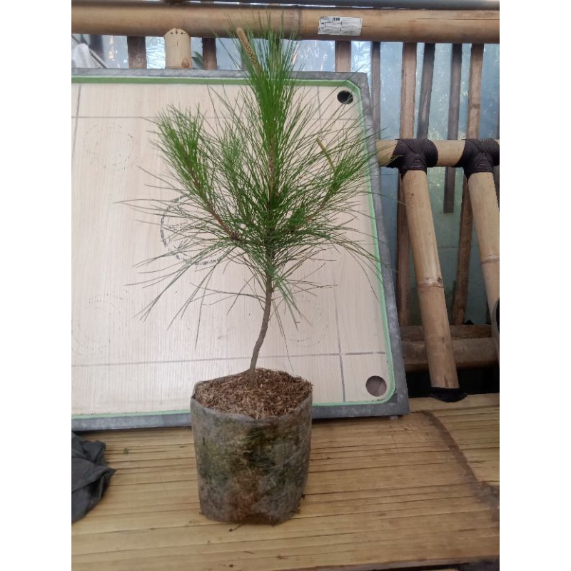 Jual BIBIT POHON PINUS MERKURI TINGGI 30-50CM | Shopee Indonesia