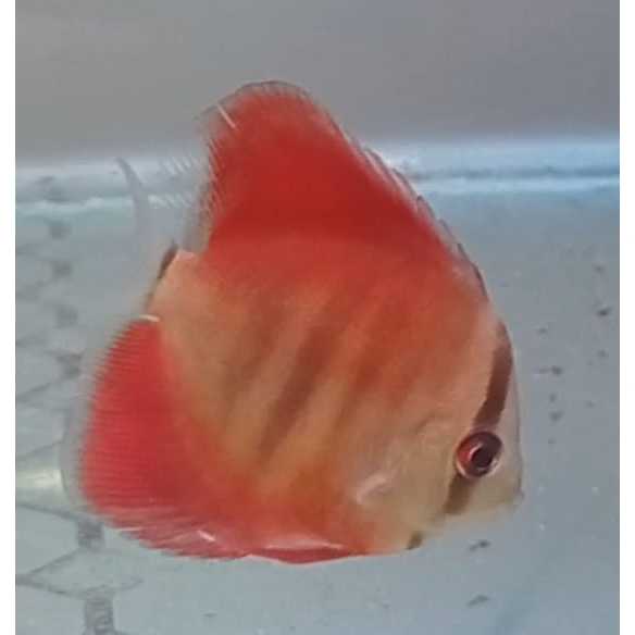 Jual Discus San Merah 2,5 inch s/d 5 inch | Shopee Indonesia