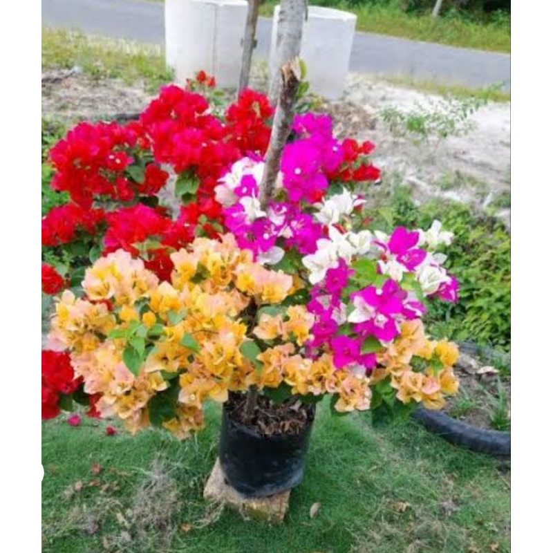 Jual free bonus bugenvil bunga kertas banyak warna (stek 7 warna ...