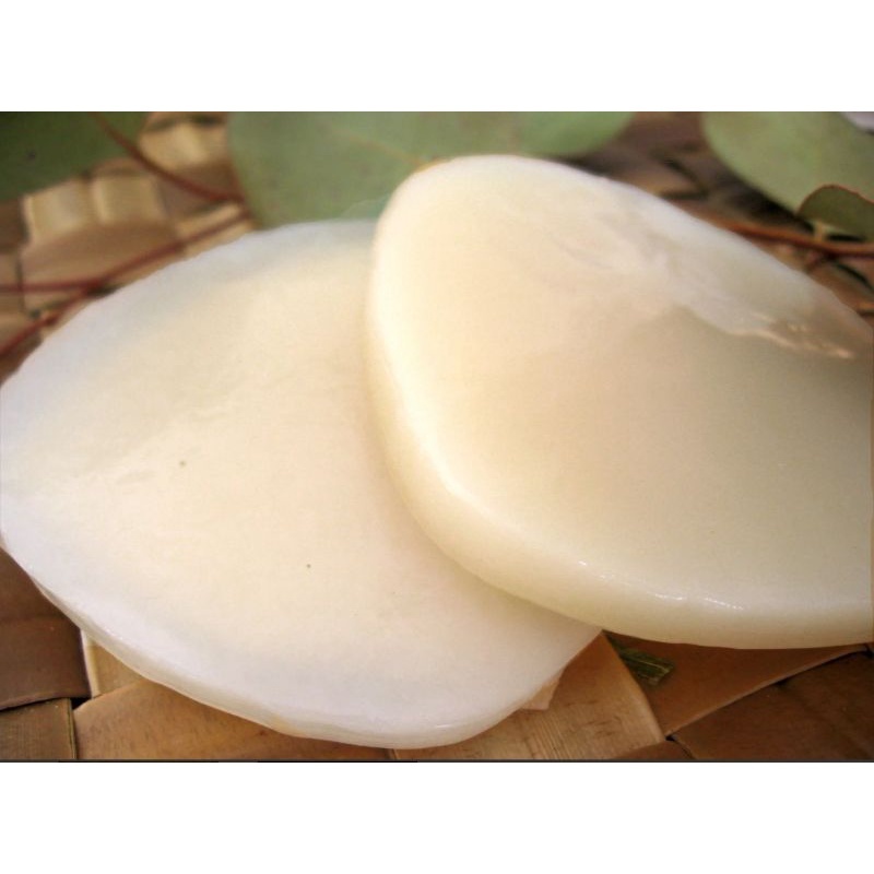 Jual SCOBY JAMUR KOMBUCHA PREMIUM ORGANIK MURAH DENGAN STARTER LENGKAP ...