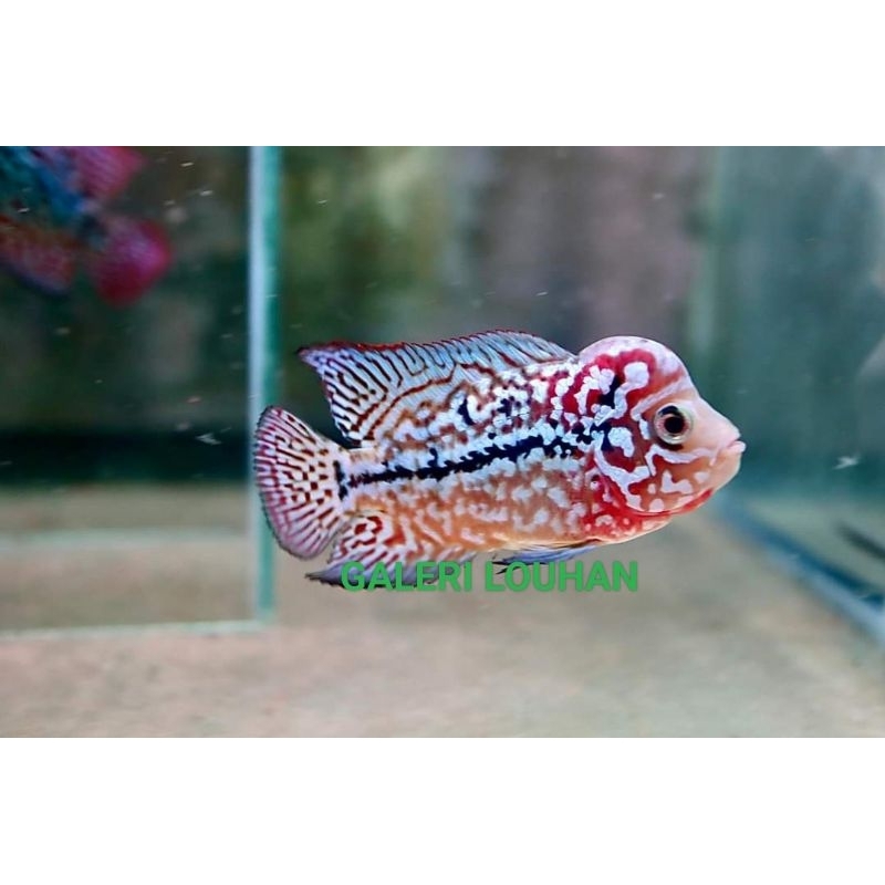 Jual Burayak kamfa f2 VIP by Kamoll Thailand 3-4cm | Shopee Indonesia
