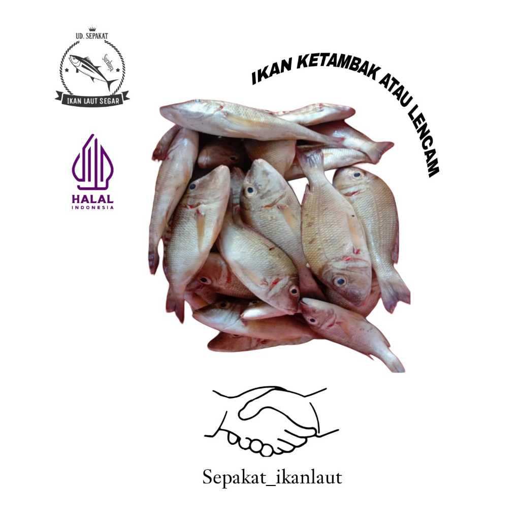 Jual IKAN KETAMBAK 1KG | FRESH FROZEN | IKAN LENCAN ATAU IKAN JANGKI ...