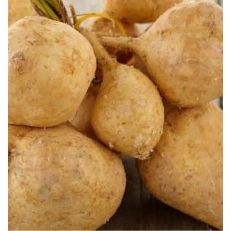 Jual bengkuang segar buat lutisan 1kg | Shopee Indonesia