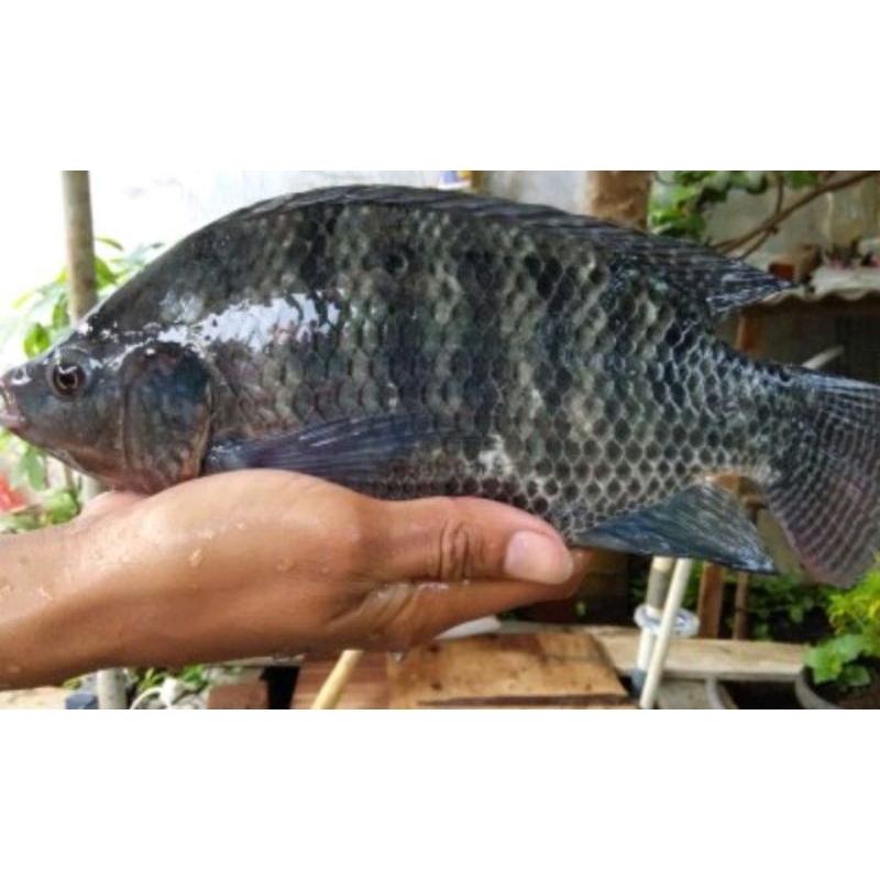 Jual Ikan mujaer ukuran besar per ekor ( sekilo isi 3 ekor ) | Shopee ...
