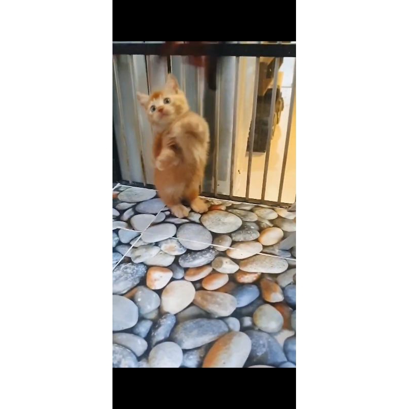 Jual anak kucing bsh munchkin | kitten | jantan | kucing cebol | Shopee ...