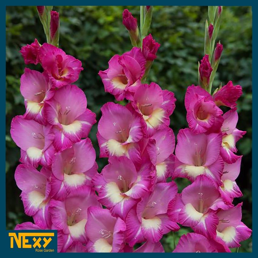 Jual Bibit Bunga Gladiol Holland (Masih Berbentuk Umbi) | Shopee Indonesia
