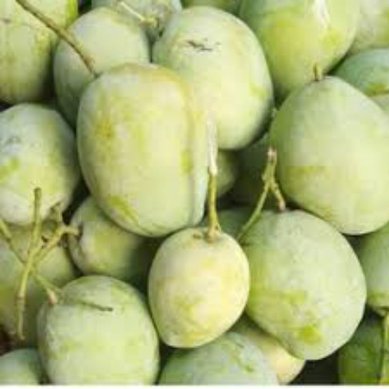 Jual mangga setengah mateng/mentah 1 kg | Shopee Indonesia