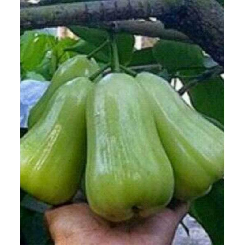 Jual jambu air berbunga berbuah | Shopee Indonesia