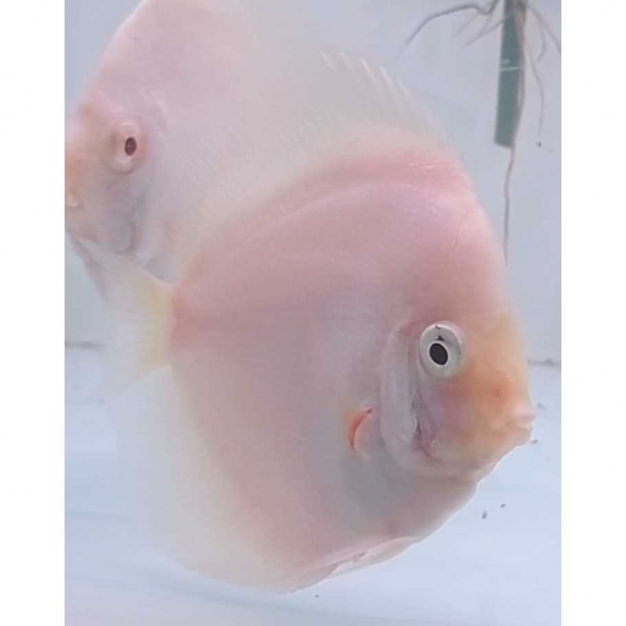 Jual Discus White Diamond 2,5 inch s/d 5 inch | Shopee Indonesia