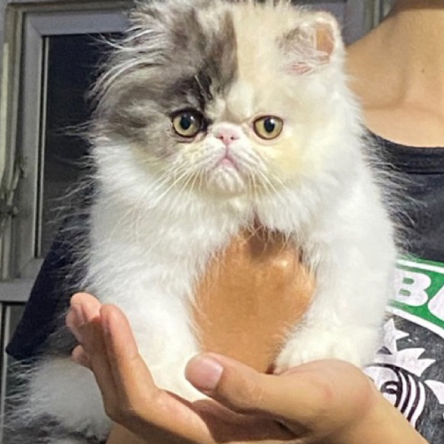 Jual kitten persia pekenose b3tina pedigree ICA ( PO ) | Shopee Indonesia
