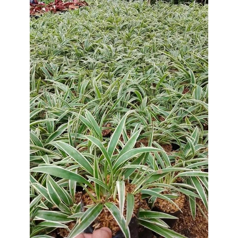 Jual Tanaman paris umbi | Shopee Indonesia