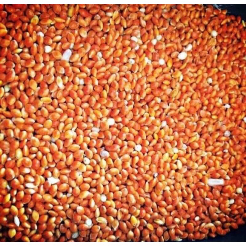 Jual MILLET MERAH KEMASAN 1Kg | Shopee Indonesia