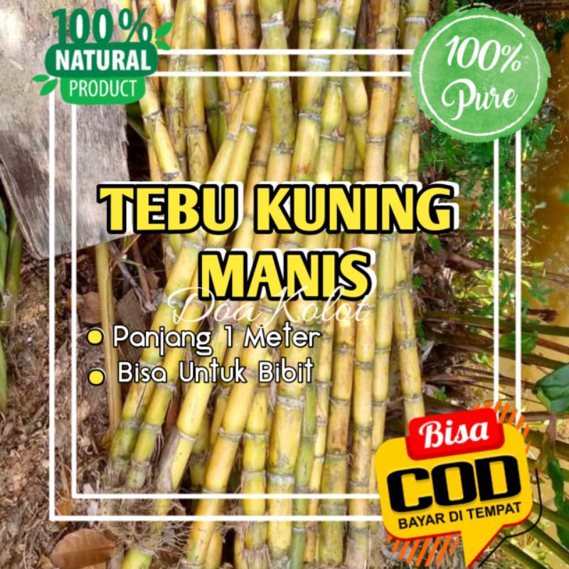 Jual Tebu Kuning Manis panjang 1 Meter Bisa Untuk Bibit | Shopee Indonesia