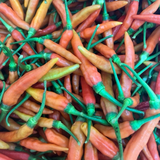 Jual cabai caplak cabai rawit caplak panen warna merah dan orange segar ...