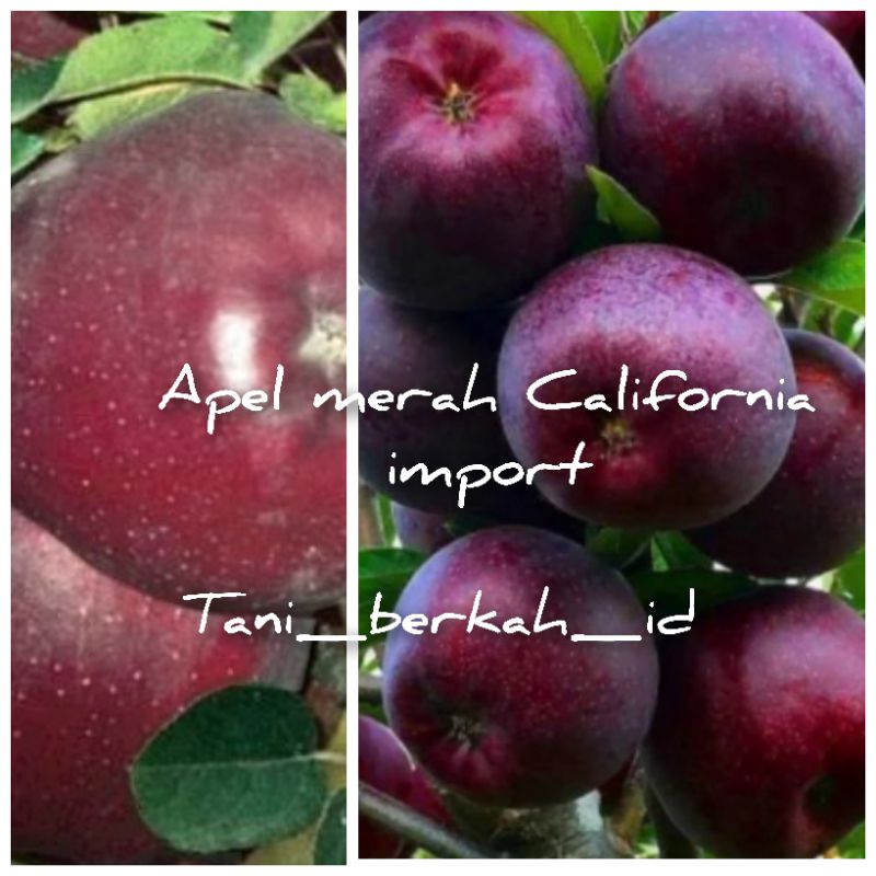 Jual bibit apel merah California import cangkok full media | Shopee ...