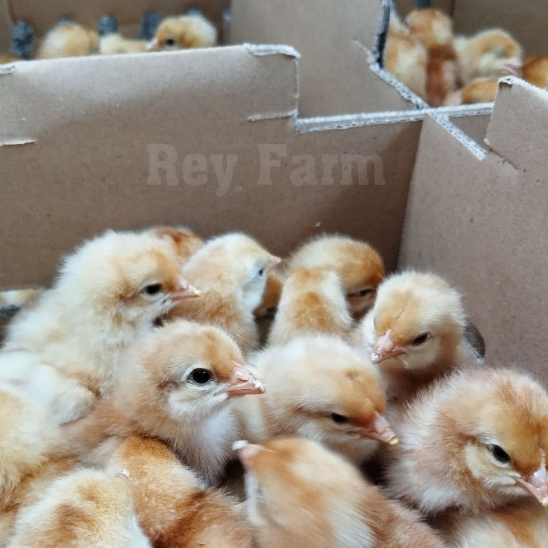 Jual DOC AYAM PETELUR TERSELEKSI / ANAK AYAM LAYER / BIBIT AYAM PETELOR ...