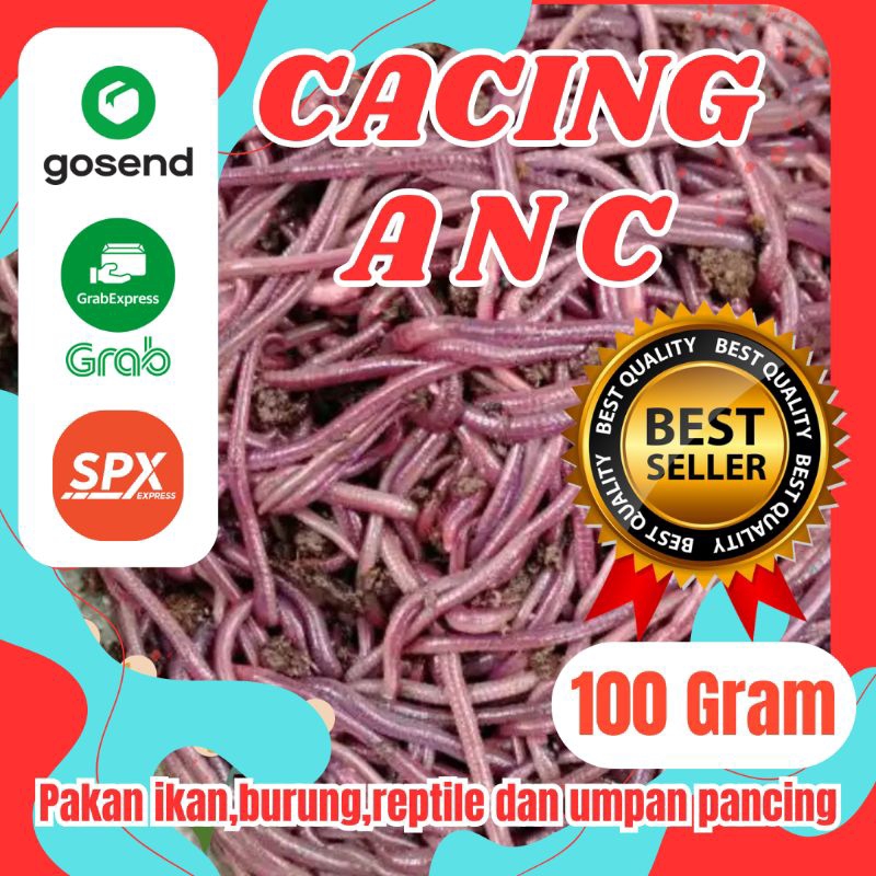 Jual Cacing ANC 100gram/ pakan ikan/ pakan ternak / pemancingan ...