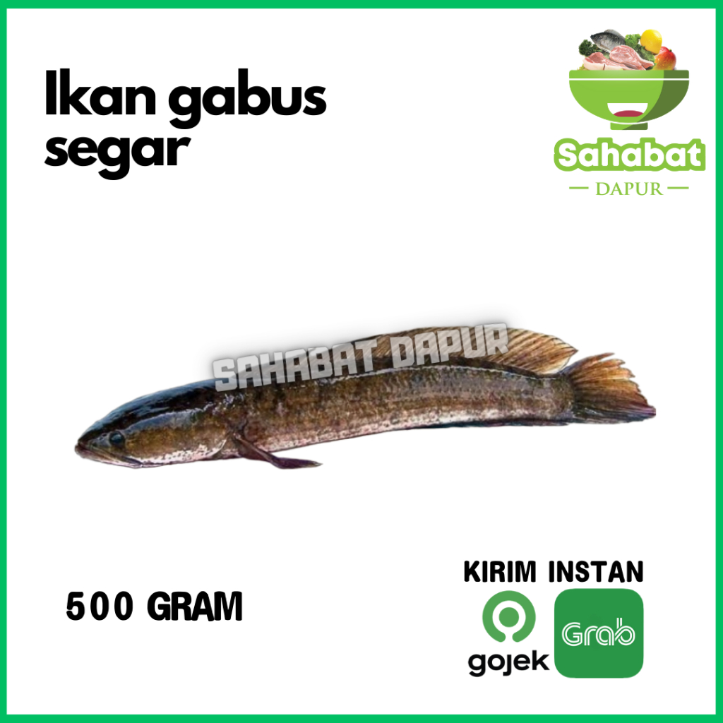 Jual Ikan Gabus / Ikan Gabus Segar 500gr - Sahabatdapur | Shopee Indonesia