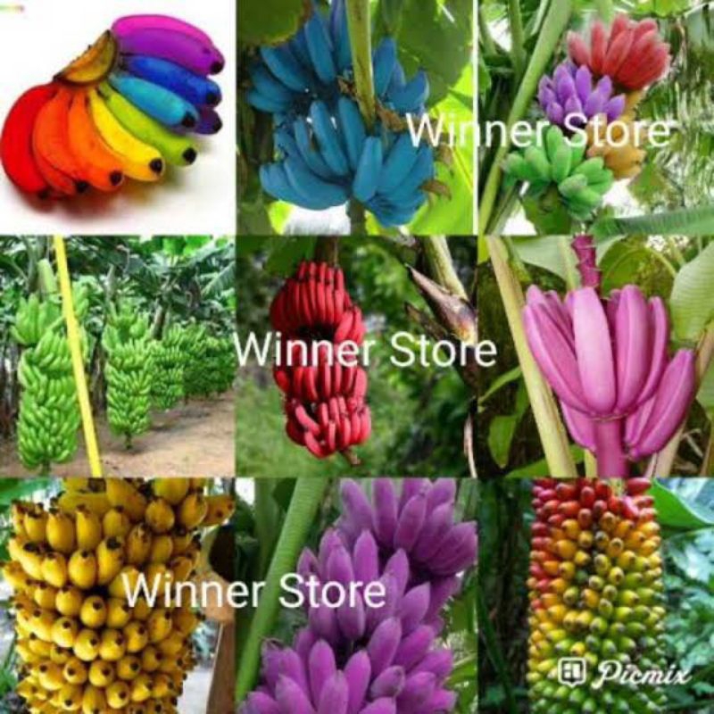 Jual PROMO!! PAKET 8 BIBIT PISANG RAINBOW,ID BLUE,ID MERAH,ID NONO PINK ...