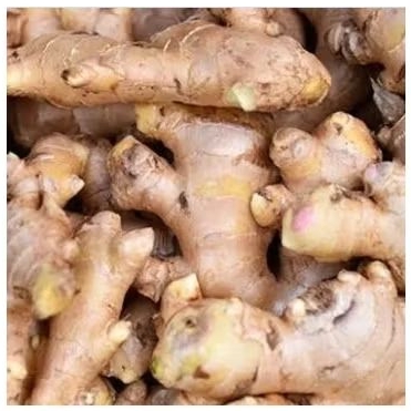 Jual JAHE SEGAR (500 gram) | Shopee Indonesia