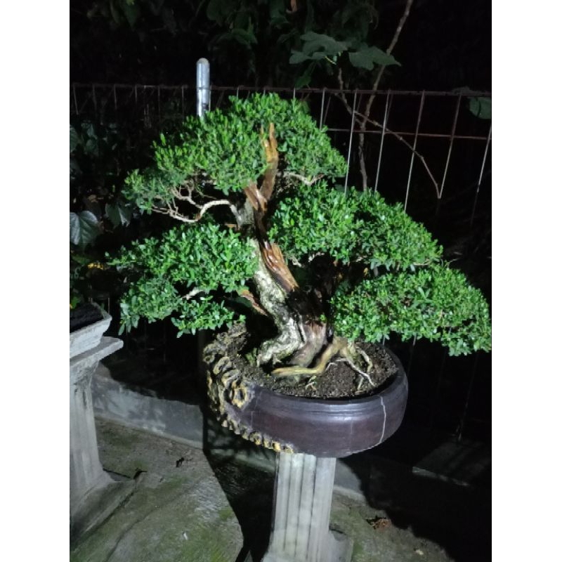 Jual bonsai santigi XL siap pajang | Shopee Indonesia