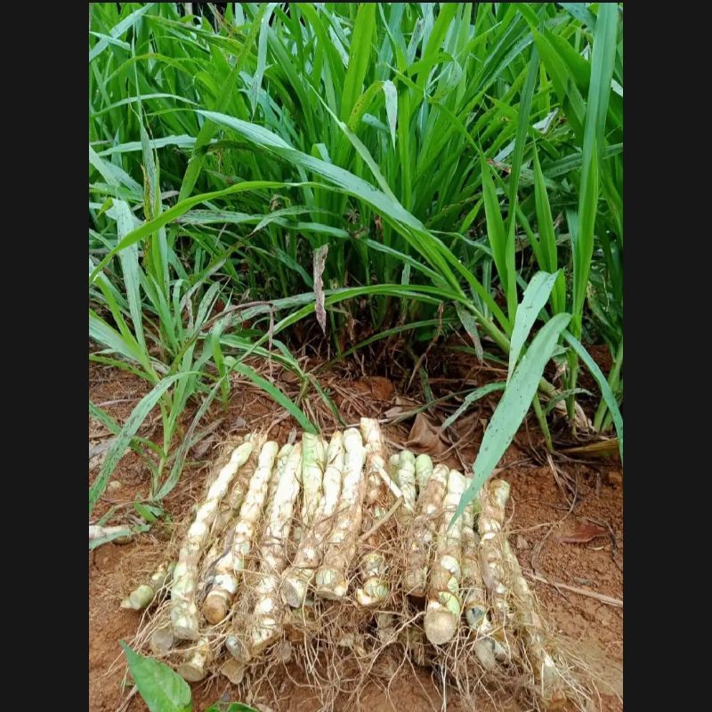 Jual Bibit rumput odot 1 kg ( 20-30 batang ) | Shopee Indonesia