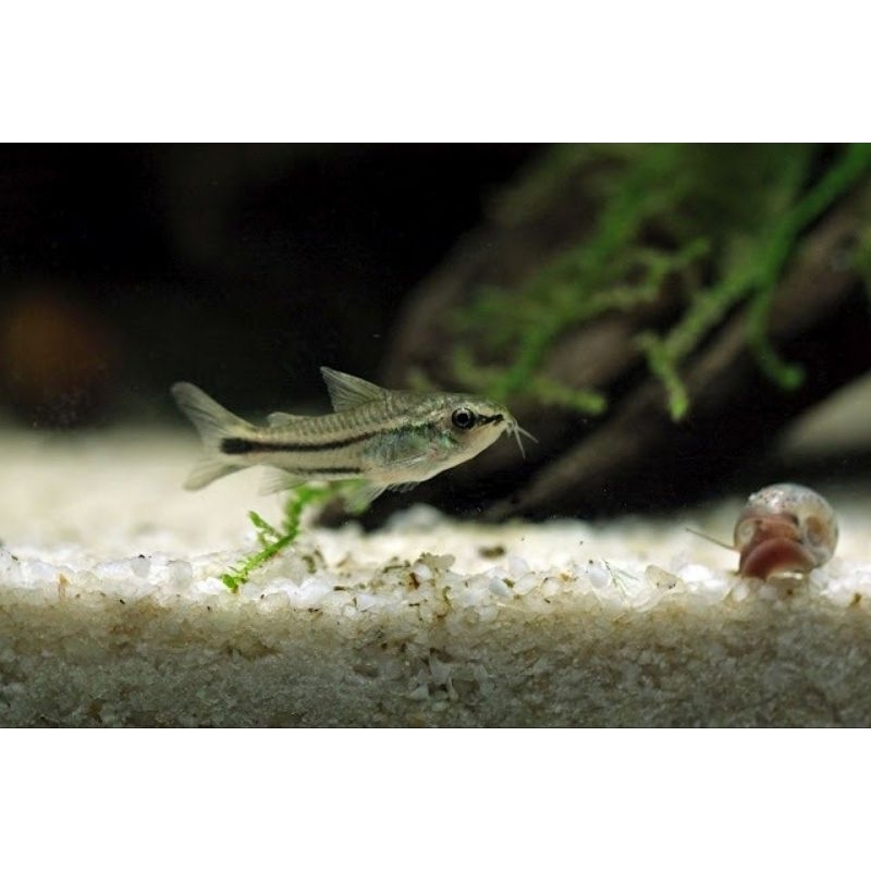 Jual Ikan Hias Corydoras Pygmy | Shopee Indonesia