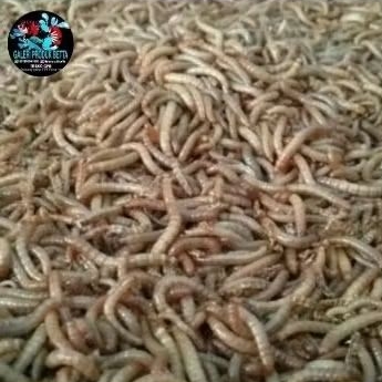 Jual PAKAN IKAN PREDATOR ULAT HONGKONG HIDUP | Shopee Indonesia
