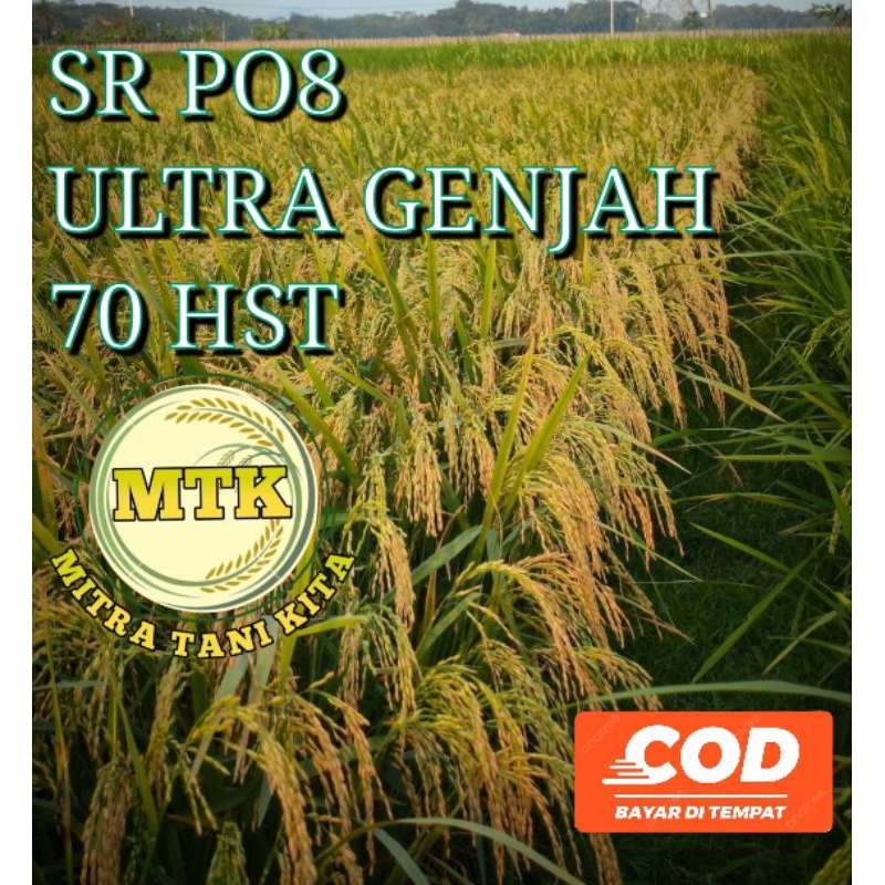 Jual BENIH PADI SR PO8 ULTRA GENJAH umur 70 hst kemasan 5 kg original | Shopee Indonesia