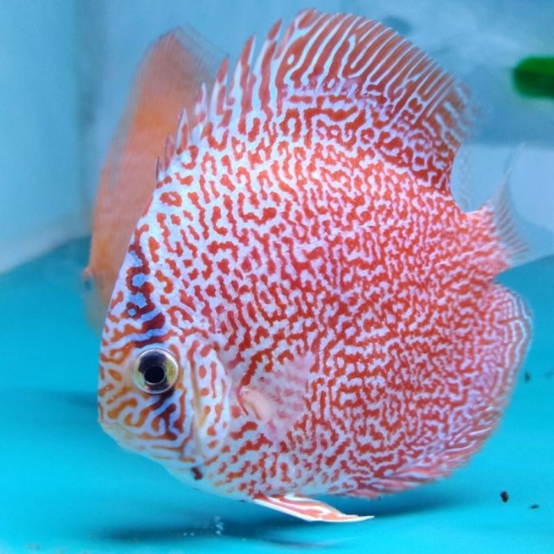 Jual Discus KV /king vpr kualitas full pattern dan warna | Shopee Indonesia