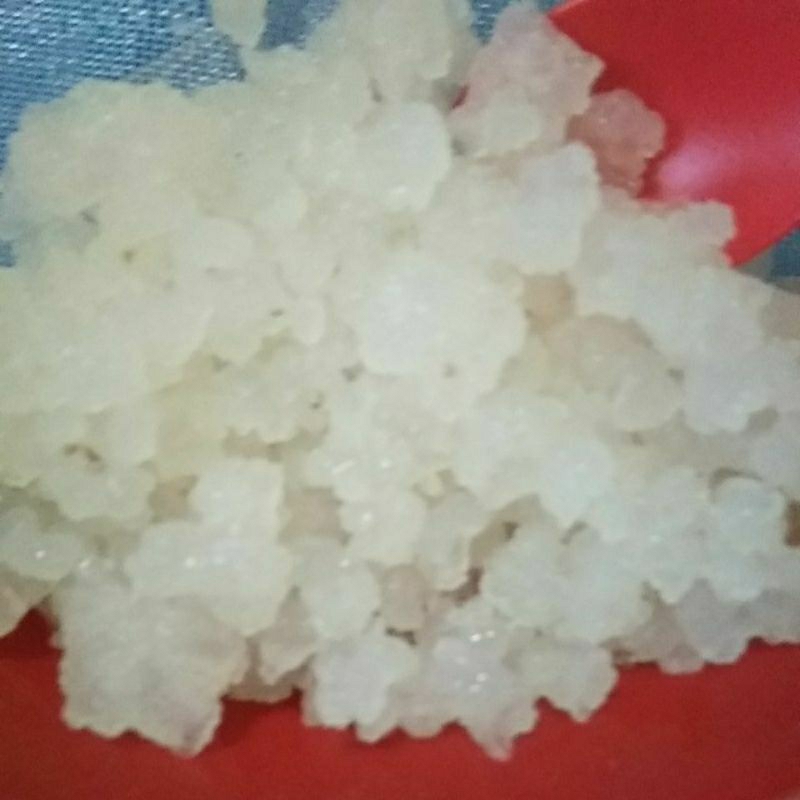Jual Bibit water kefir kristal algae jepang | Shopee Indonesia