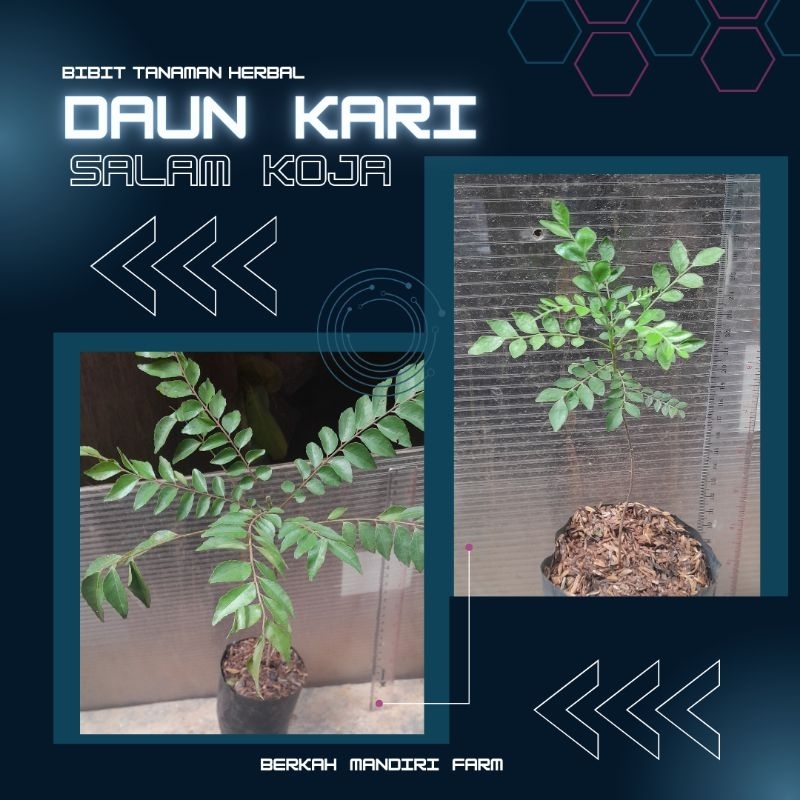 Jual Salam Koja - Daun Kari - Temurui - bibit tanaman daun pohon salam ...