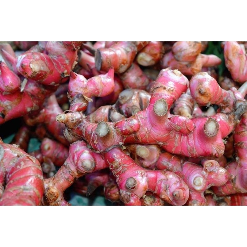 Jual KAPSUL JAHE MERAH ( Zingiber Officinale Var Rubrum Rhizoma ...