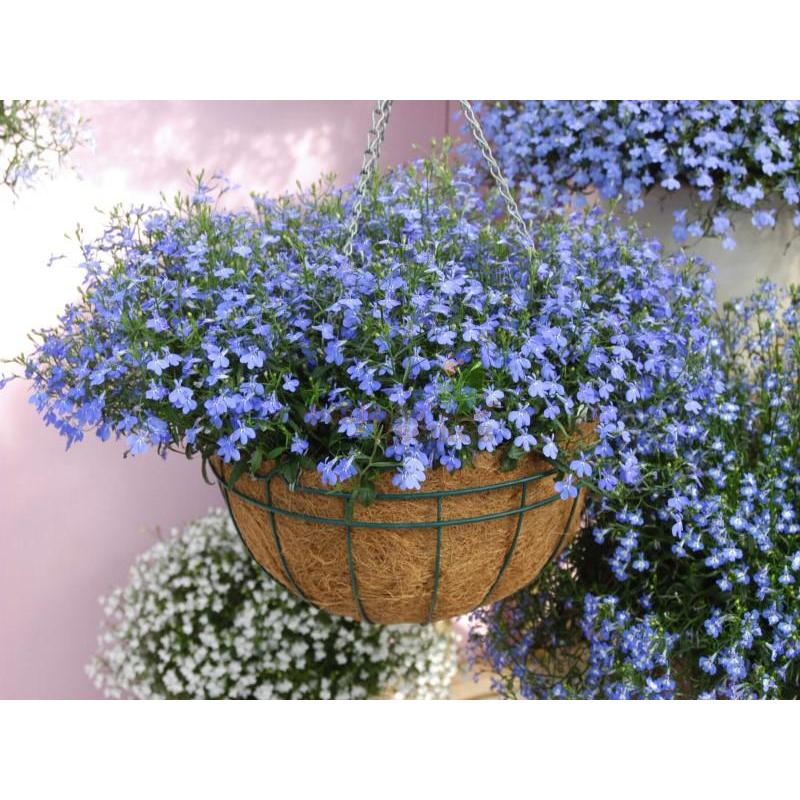 Jual 100 Benih/Biji Bunga Lobelia erinus Blue Seeds | Shopee Indonesia