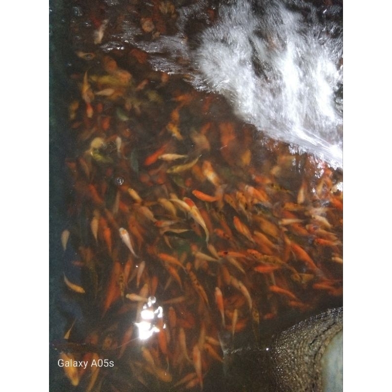 Jual ikan mas kecil pakan ikan predator | Shopee Indonesia