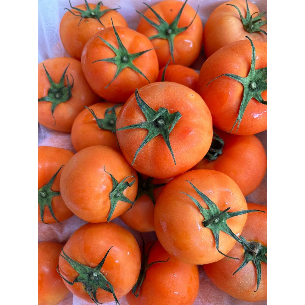 Jual Tomat Beef Merah Premium 1kg | Shopee Indonesia