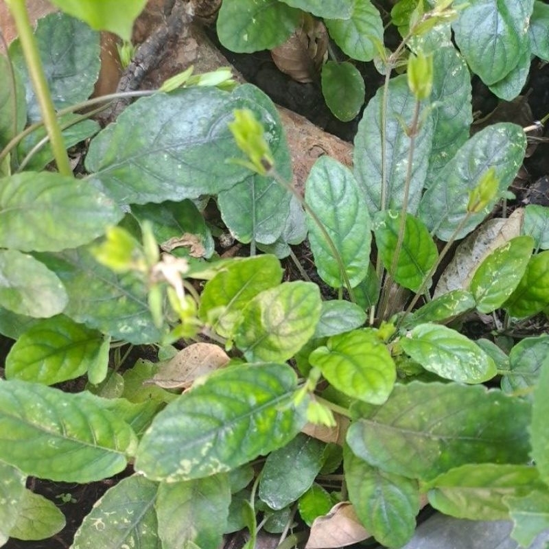 Jual TANAMAN GEMPUR BATU(Ruellia napifera) | Shopee Indonesia