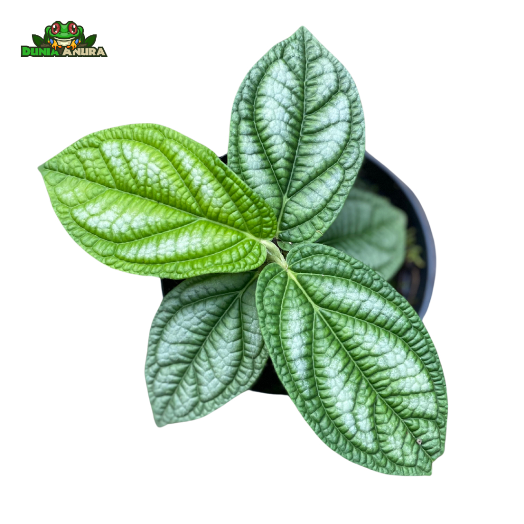 Jual Jungle Plant Piper Primiatum | Shopee Indonesia