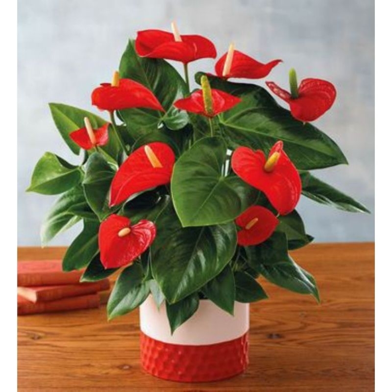 Jual Tanaman hias anthurium mickey mouse bunga hidup ( id: merah bunga ...