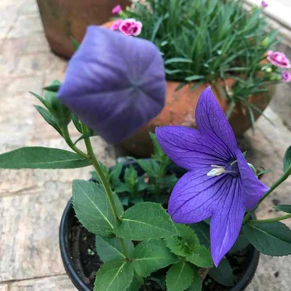 Jual Tanaman Hias Bunga Star Blue (Amsonia) Berbunga - ungu | Shopee ...