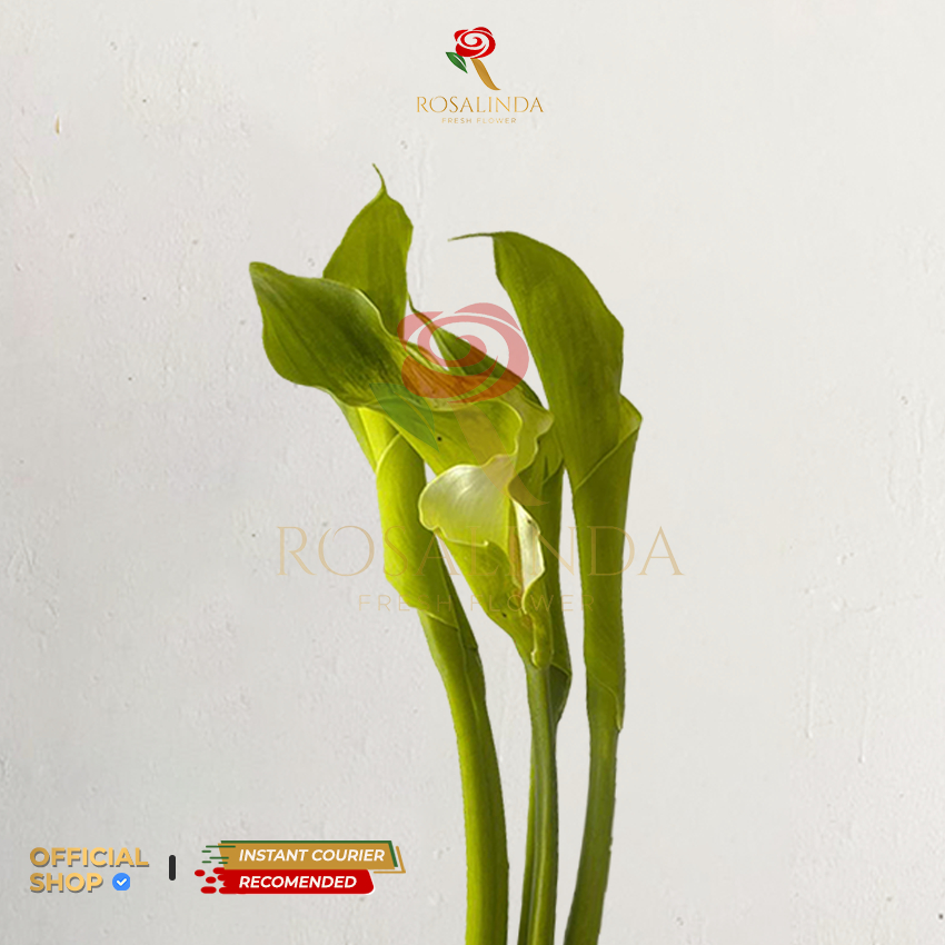 Jual Bunga Calla Lily Hijau / Bunga Potong Segar | Shopee Indonesia